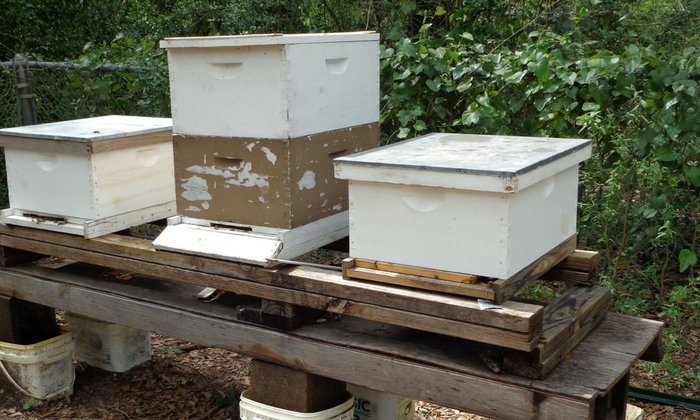 How Do I Know if My Bees Are Too Hot? - Backyard Beekeeping